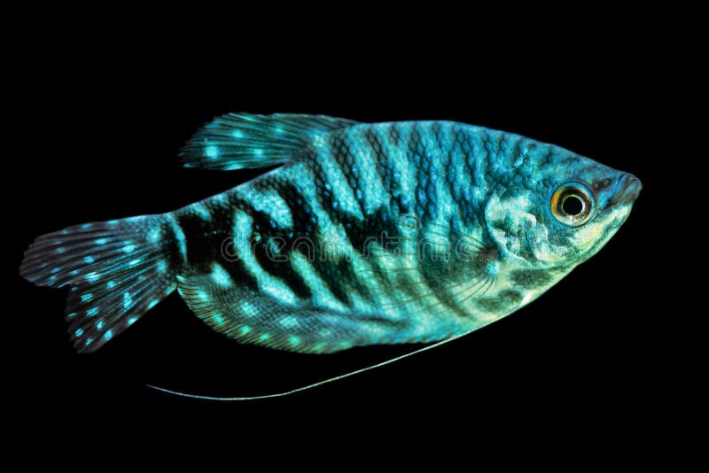 Aquarium Fish stock photo. Image of collection, animal - 259826152