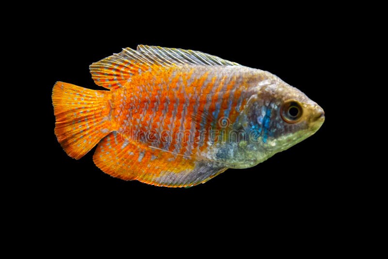 Aquarium Fish stock photo. Image of ocean, coral, icon - 259826160