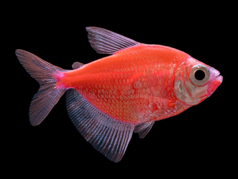Aquarium Fish stock image. Image of goldfish, fresh - 259826221