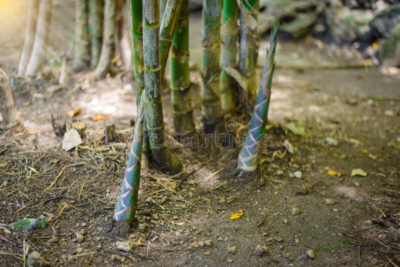 Shoot of Bamboo in the Rain Forest. Bamboo Sprout. Young Bamboo Sprouts ...