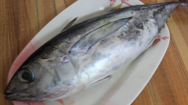 Shoot on Fresh Fish Tuna in Large Plate on Table a Two Kilo Gram Fish ...