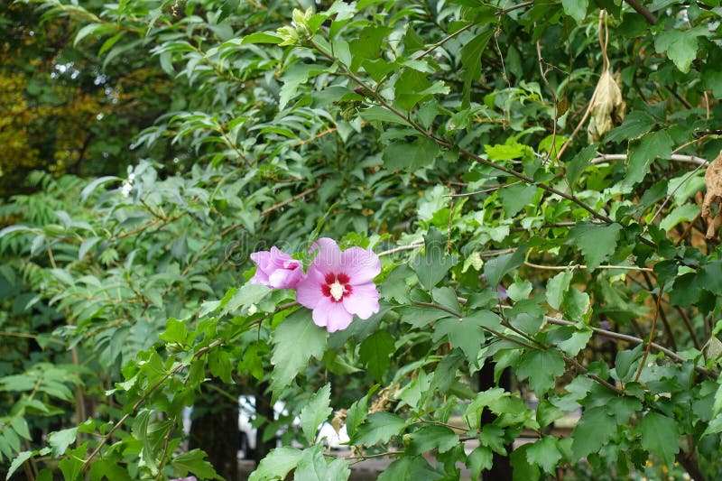 Shoot of Hibiscus Syriacus with 2 Pink Flowers in August Stock Image ...