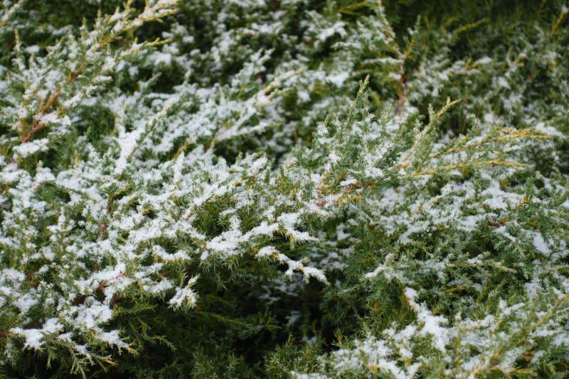 Shoot of Juniper Covered with Snow in December Stock Image - Image of ...