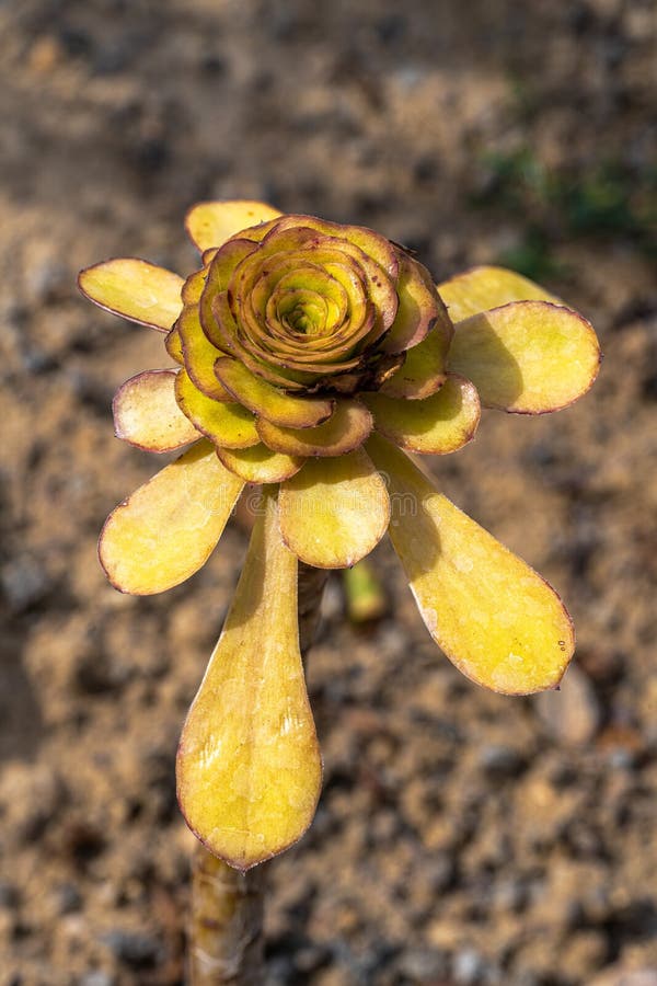 Canary Island Aeonium stock image. Image of beautiful - 255979243