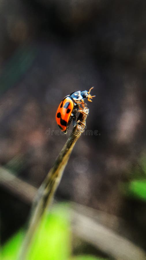 Insects in nature stock photo. Image of insects, macro - 126377120