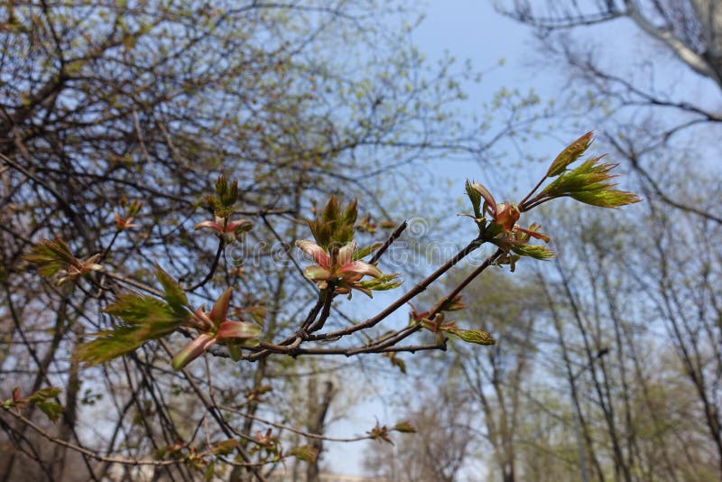 Shoot of Maple with Buds and Young Leaves in Spring Stock Image - Image ...