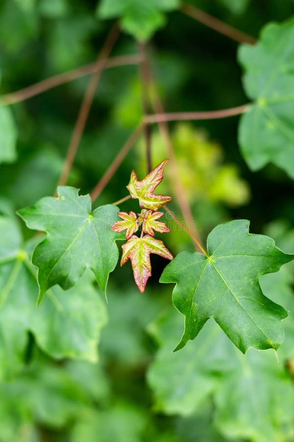 Shoot of Maple Tree with Young Leaves in Spring on Green Stock Image ...