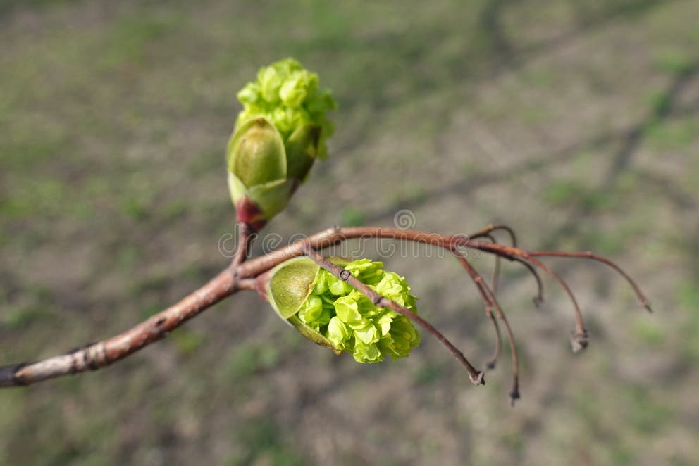 Shoot of Norway Maple with Flower Buds Stock Image - Image of april ...