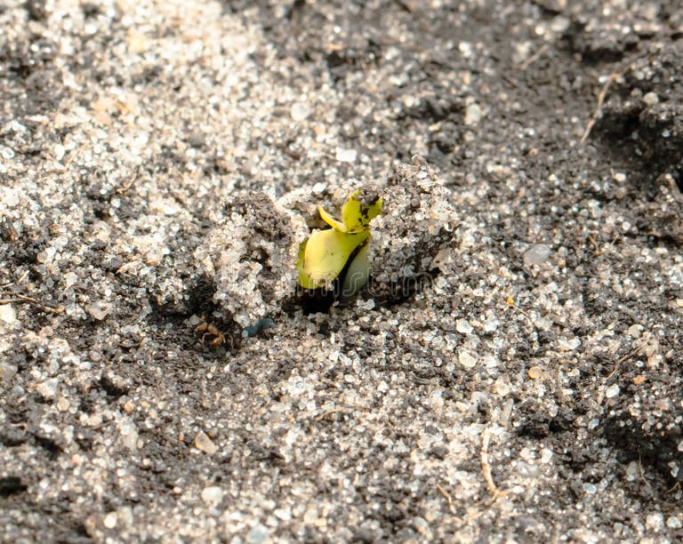 Shoot of Radish Sprout in the Ground in Early Spring. Stock Image ...