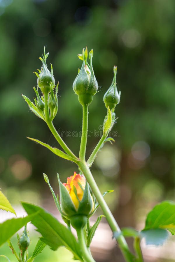 Shoot Rose Buds on the Grass Stock Photo - Image of nature, field ...