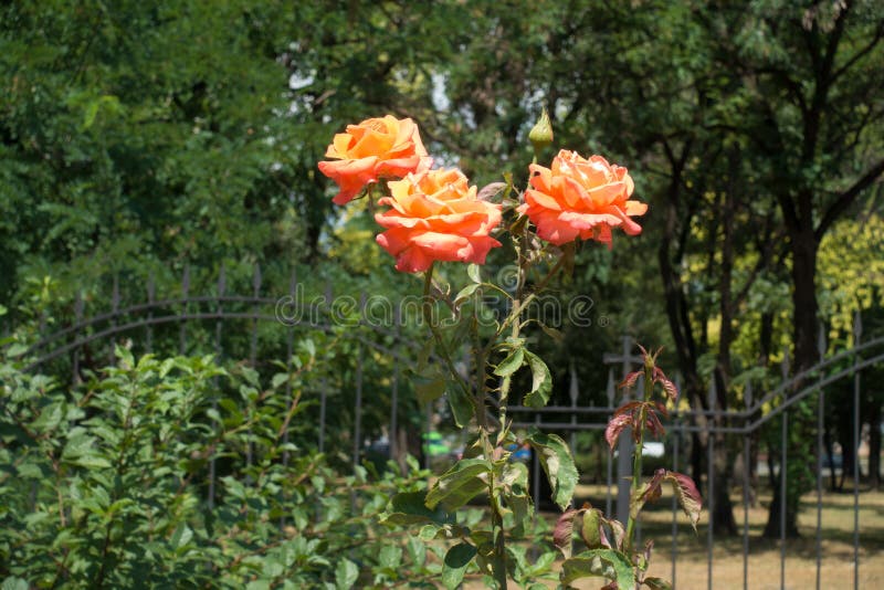 Shoot of Rose with 3 Orange Flowers Stock Photo - Image of leaf, orange ...