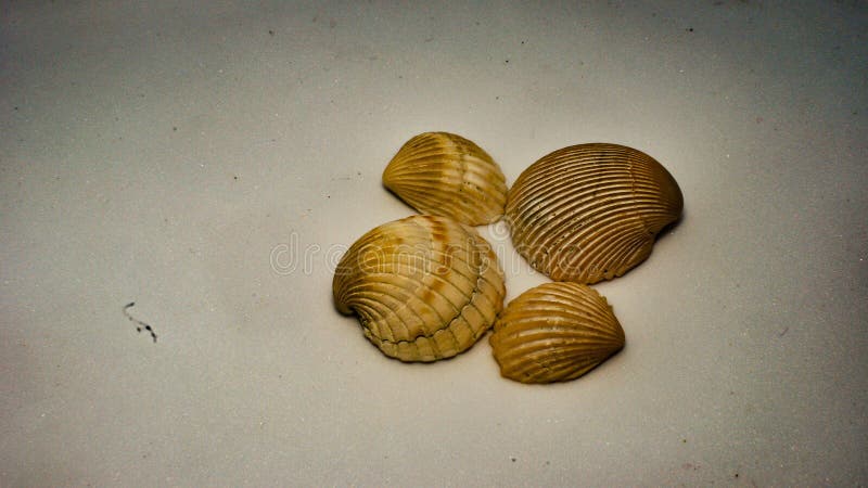 Shells Photo with Plain Background and Shell Picked from Beach Stock ...