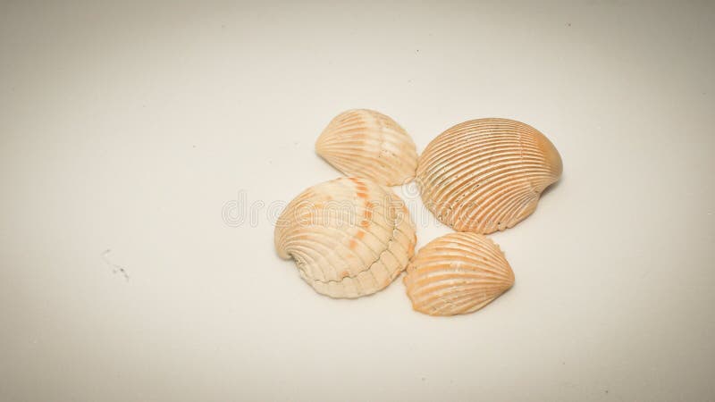 Plain beach scenery stock image. Image of alone, vacation - 4505713