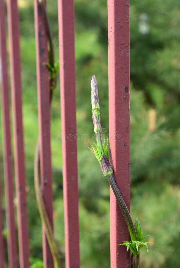 Shoot, sprout hops stock photo. Image of latticework - 90863654