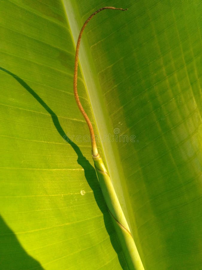 Shoot Tip Banana Leaf Stock Photos - Free & Royalty-Free Stock Photos ...