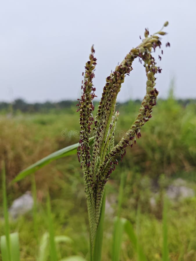 Shoot Tip of the Tall Wild Paspalum Dilatatum Grass Plant. Stock Image ...