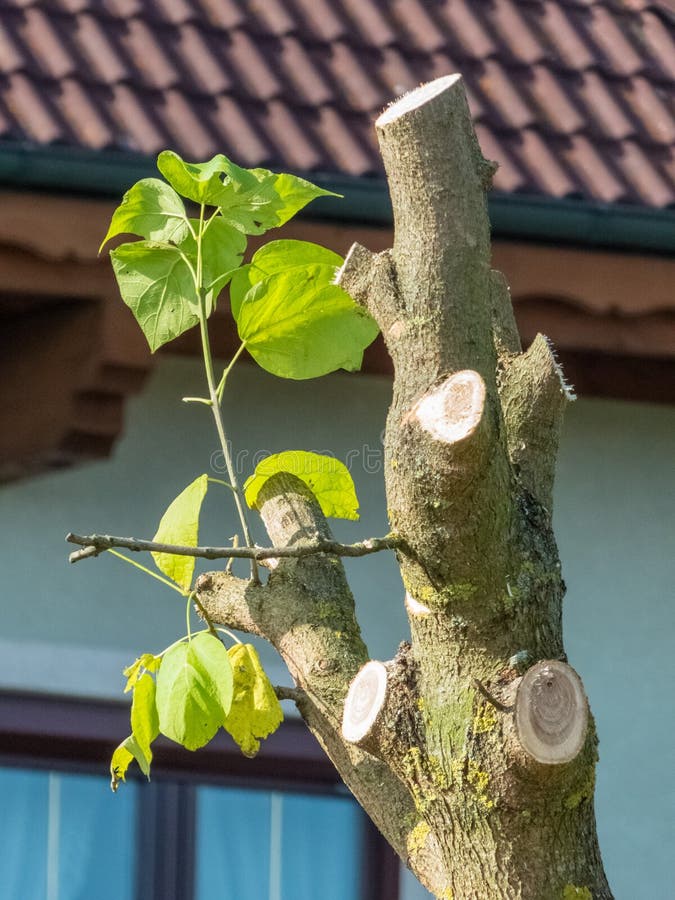 Shoot at a tree stock image. Image of beginning, branch - 36529587