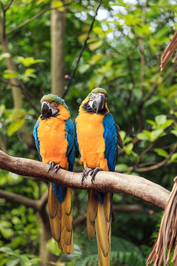The Brightly Colored Parrot Stock Photo - Image of birds, park: 106793610