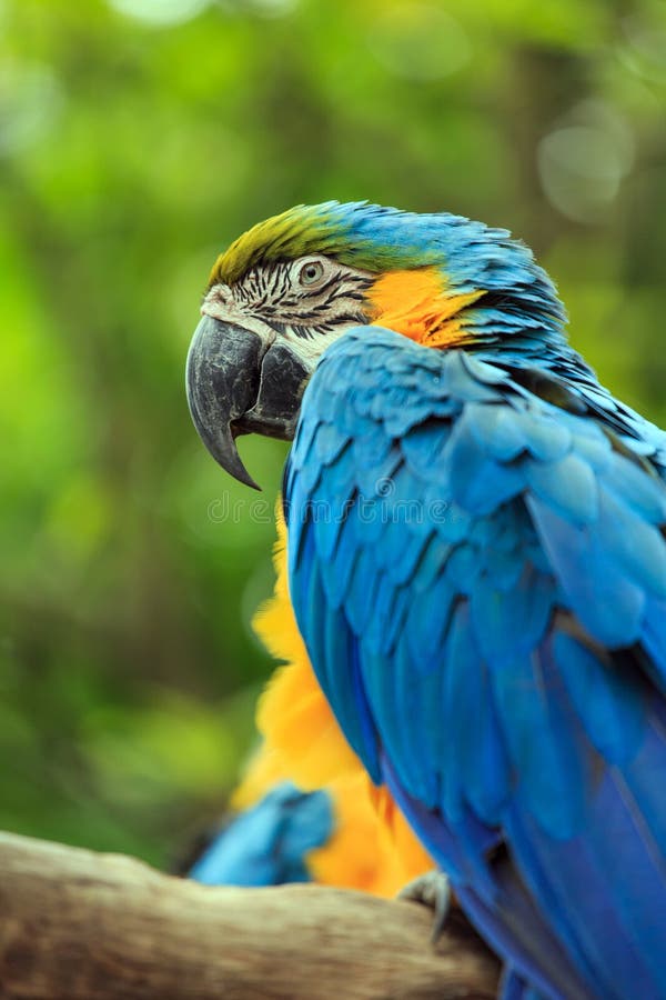 The Brightly Colored Parrot Stock Photo - Image of birds, close: 106793746