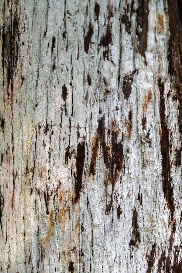 Bleached Bark Paper stock photo. Image of crafts, arts - 141770