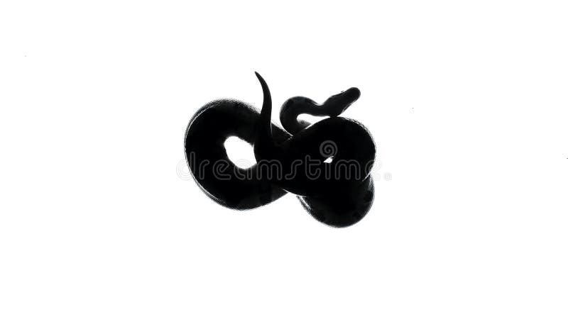 Shooting of Royal Ball Python Silhouette, Camera from Bottom Stock ...