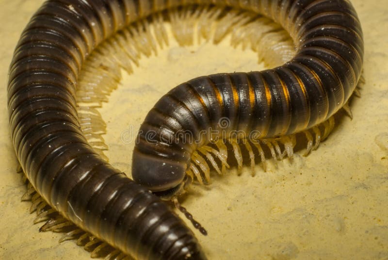 Macro Photo of a Shy Centipede Stock Image - Image of macro, closeup ...