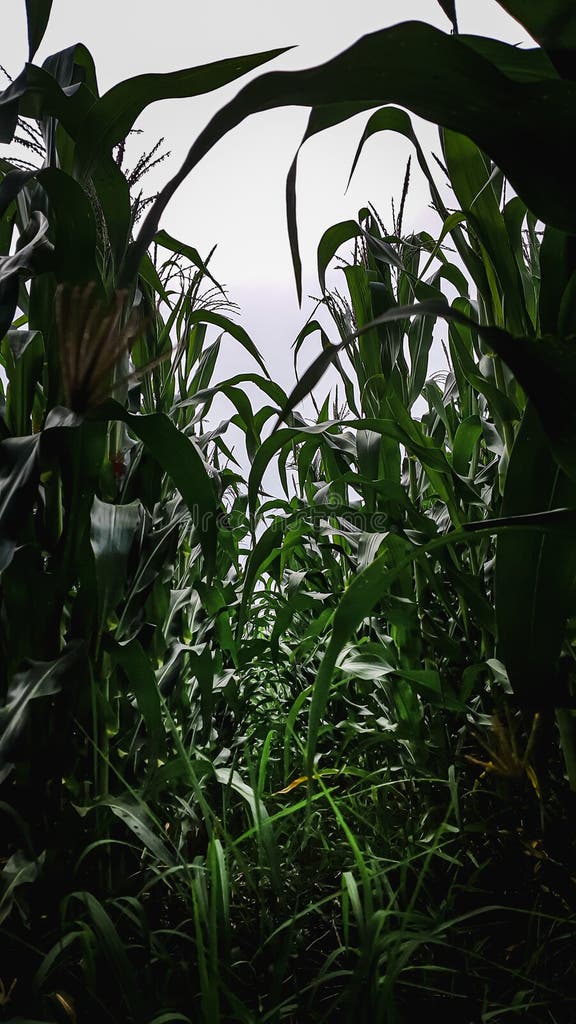 Dark green corn stock photo. Image of shooting, dark - 202884934