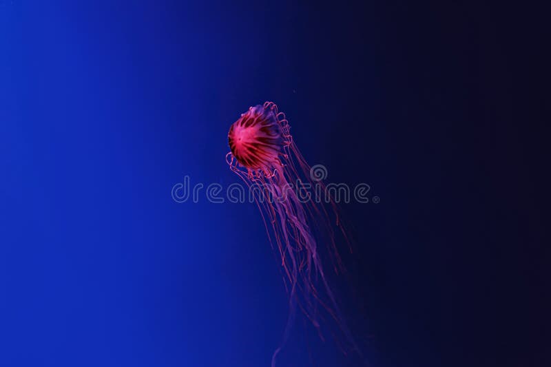 Shooting Macro Chrysaora Pacifica Underwater Stock Image - Image of ...