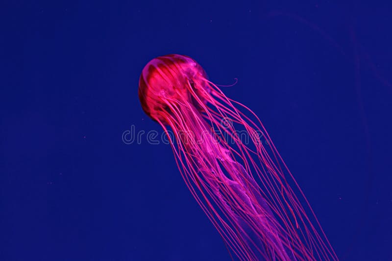 Shooting Macro Chrysaora Pacifica Underwater Stock Image - Image of ...