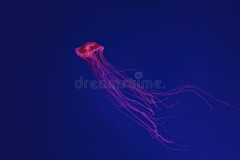 Shooting Macro Chrysaora Pacifica Underwater Stock Photo - Image of ...