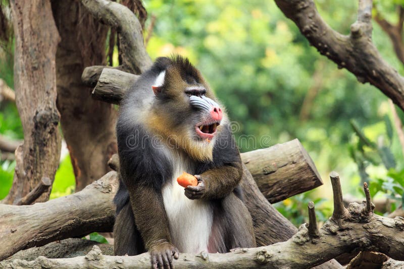 193 Mandrills Stock Photos - Free & Royalty-Free Stock Photos from ...