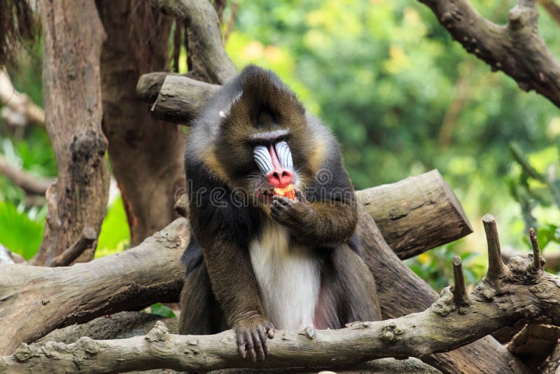 A ferocious mandrill stock photo. Image of guangdong - 106803878