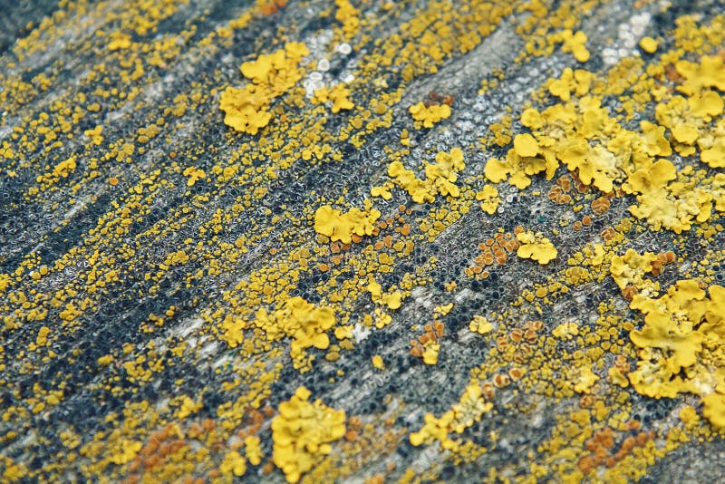 Shooting Moss Close-up. the View is Close Stock Photo - Image of view ...