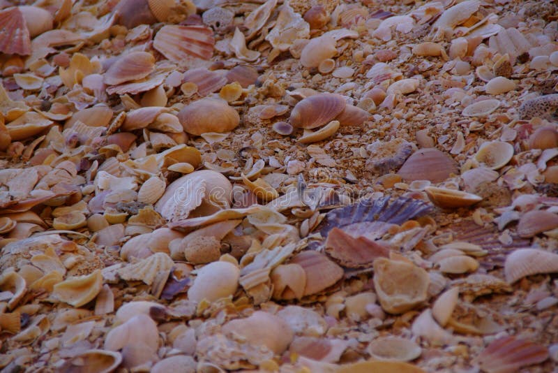 Shells - Front view stock image. Image of groups, covered - 103465383