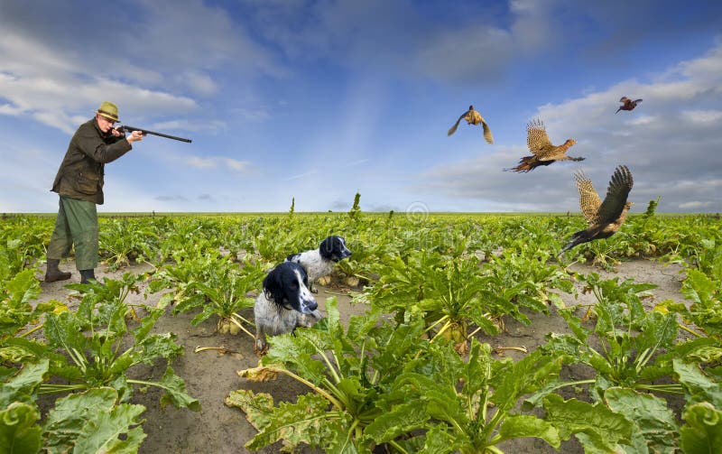 Shooting Pheasants stock photo. Image of fleeing, beets - 7640330