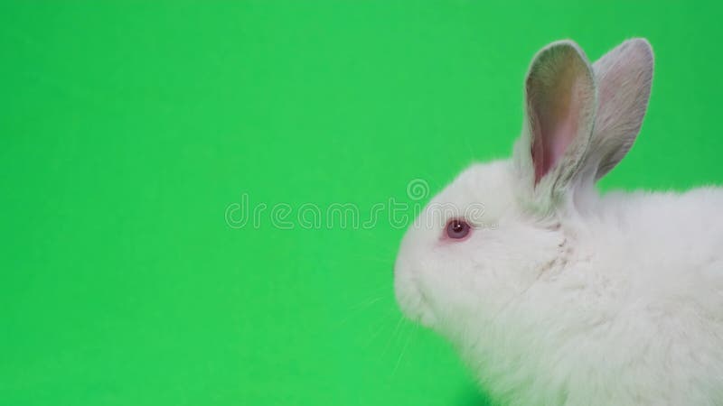 Shooting a Rabbit in the Studio on a Green Background Stock Video ...