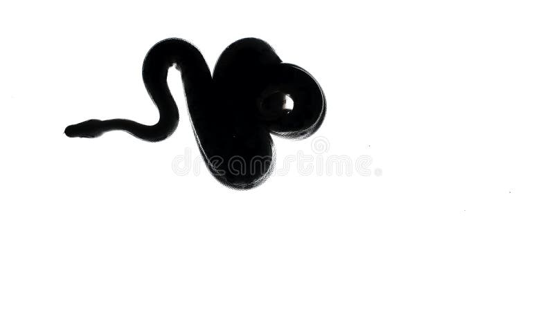 Shooting of Royal Ball Python Silhouette, Camera from Bottom Stock ...