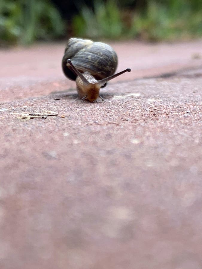 Shooting a Snail from a Low Angle Stock Image - Image of leaf, moth ...