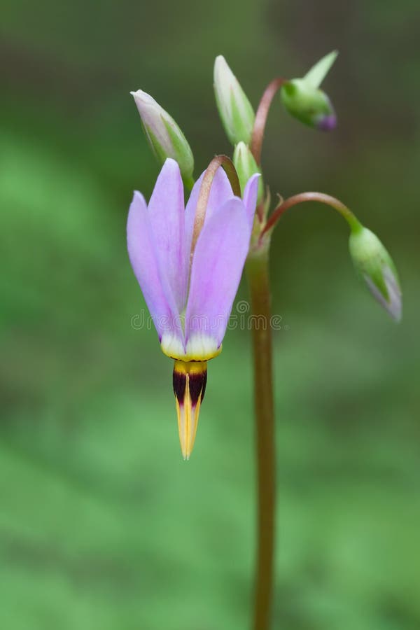 Shooting Star stock image. Image of primrose, green, sailor - 24614051