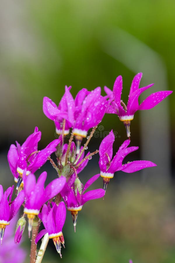 Shooting Star (primula Meadia) Flowers Stock Photo - Image of growth, gardening: 387472208