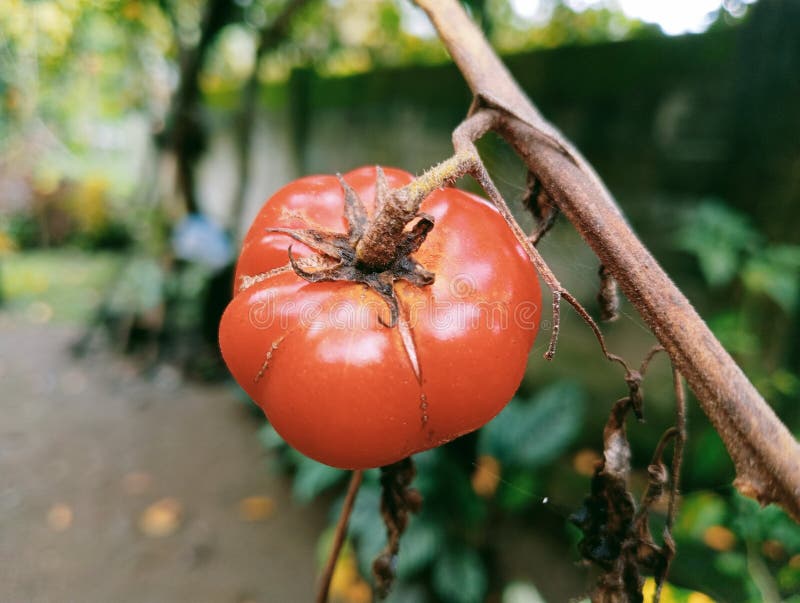 Shooting Tomatoes Still from the Tree Which Has Its Own Characteristics ...