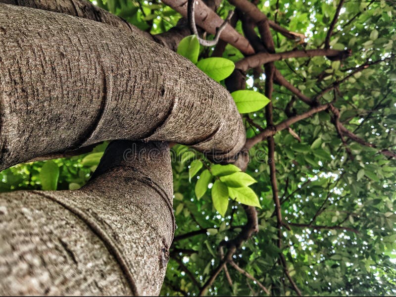 Shooting of Trees from Below Stock Image - Image of branch, shooting ...