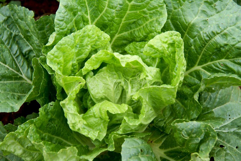 Shoots of cabbage. stock photo. Image of filed, district - 129609722
