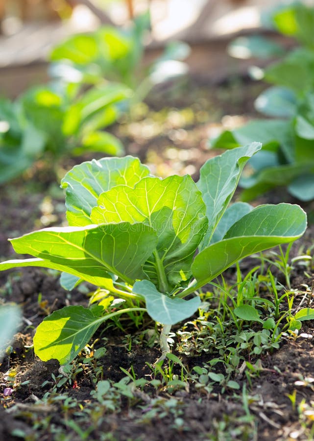 The shoots of cabbage stock image. Image of green, field - 71131369