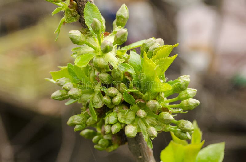 Shoots of cherry stock image. Image of beautiful, color - 69760229