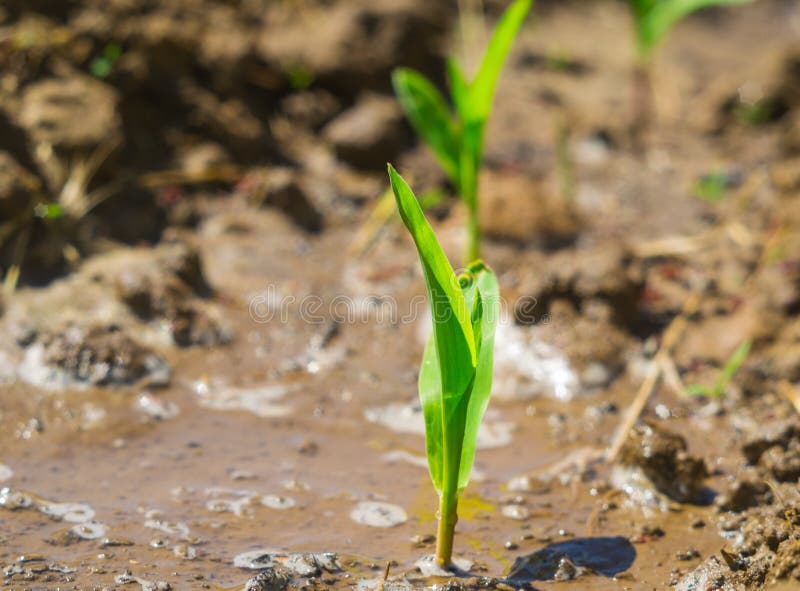 Corn sprouts field stock image. Image of energy, agricultural - 121209235