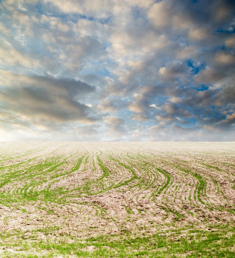 Shoots on the Field with a Beautiful Sky Stock Photo - Image of farming ...