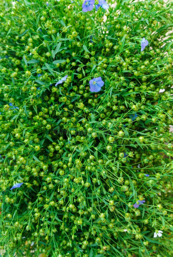 Shoots are Flax Along with Seeds and Blue Flowers Stock Image - Image ...
