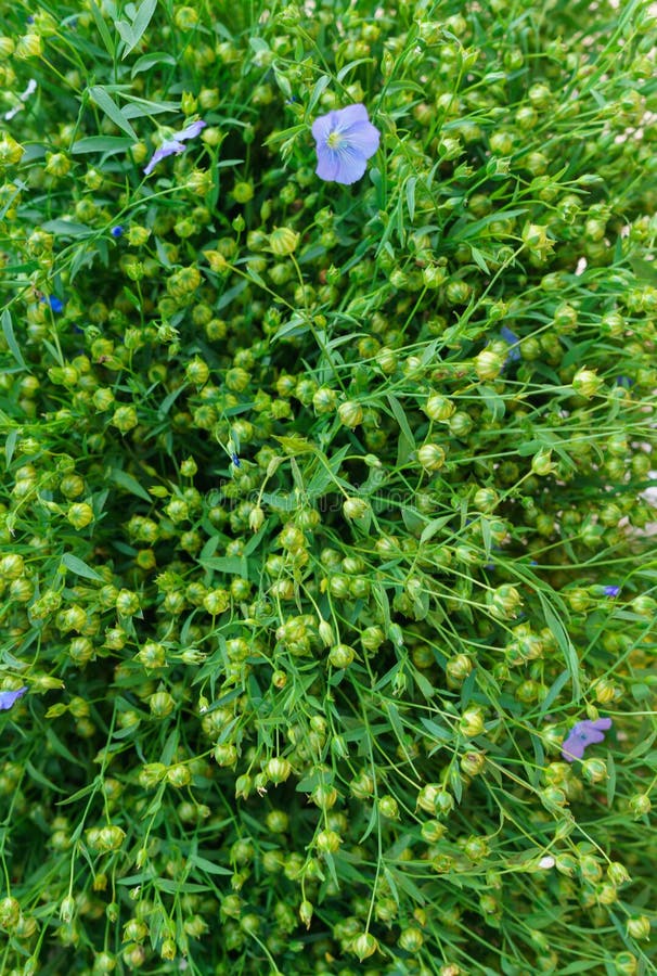 Shoots are Flax Along with Seeds and Blue Flowers Stock Image - Image ...