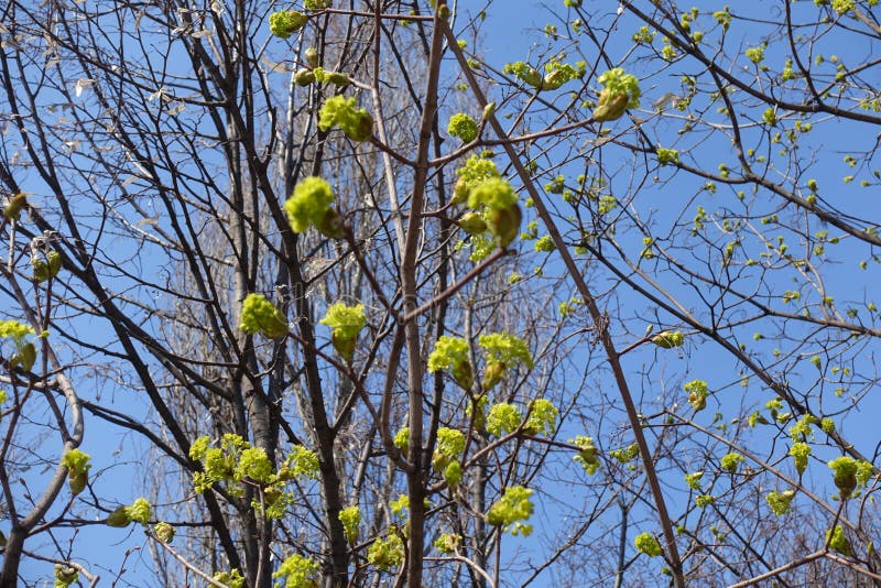 Shoots of Flowering Maple Against Blue Sky in Spring Stock Image ...